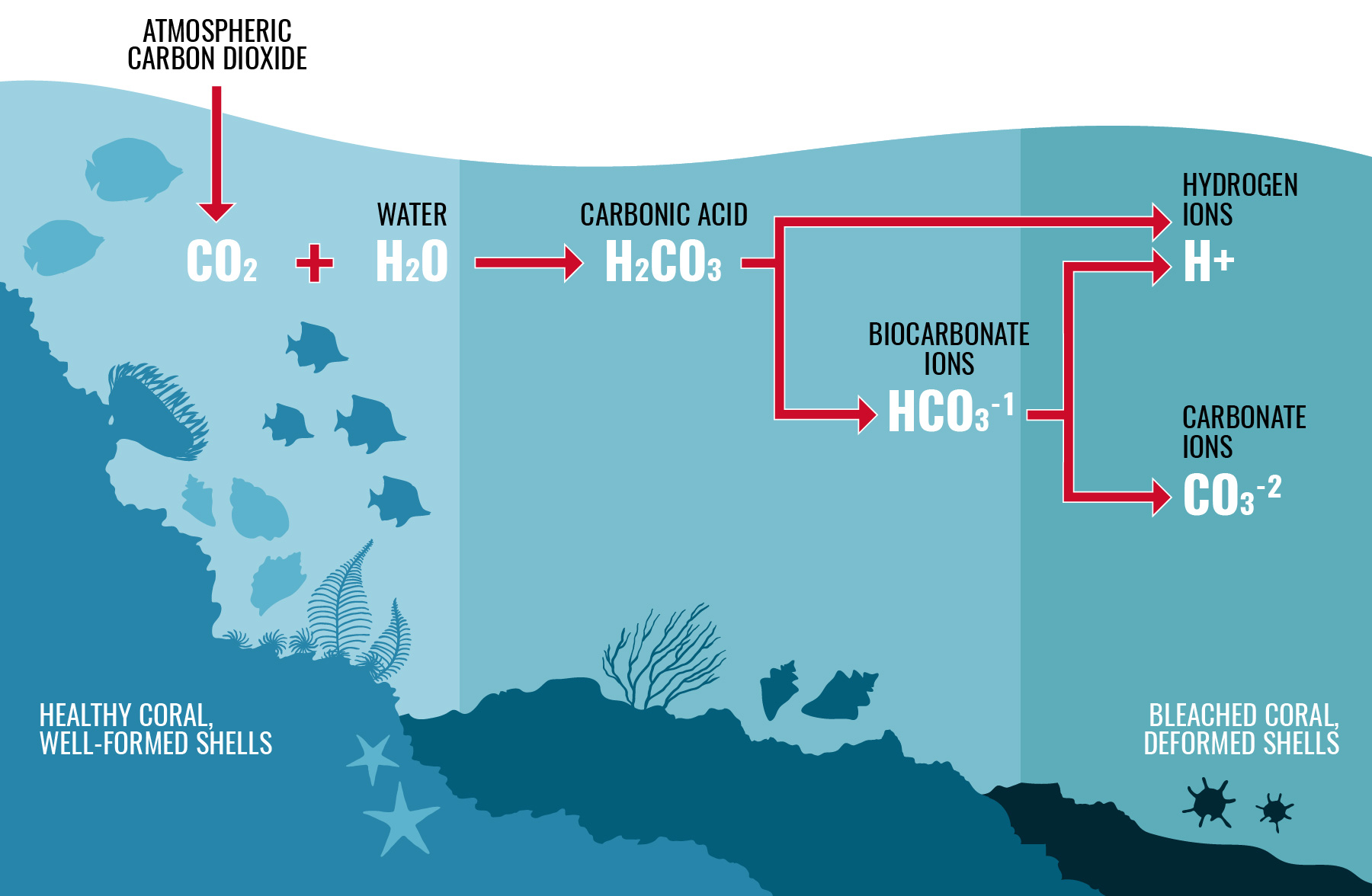 Unveiling the Hidden Threat: Ocean Acidification and Climate Change ...